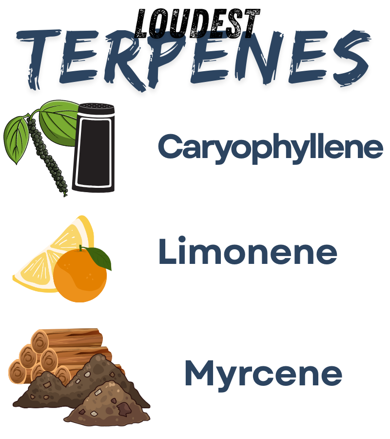 Cereal Milk Strain: Discover Top-Shelf Quality Today