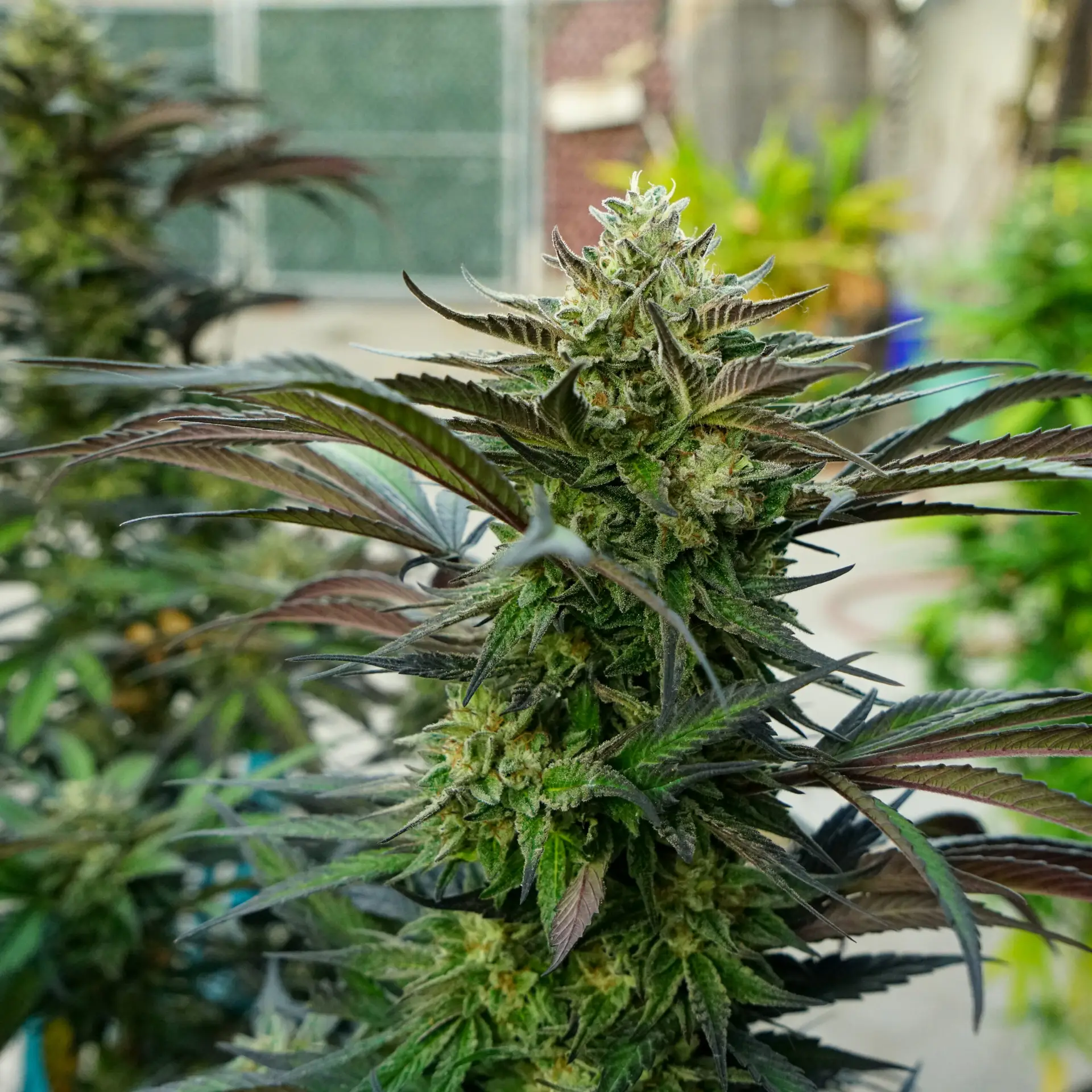 Permanent Marker Seeds: Enjoy Legendary Floral-Gas Aroma