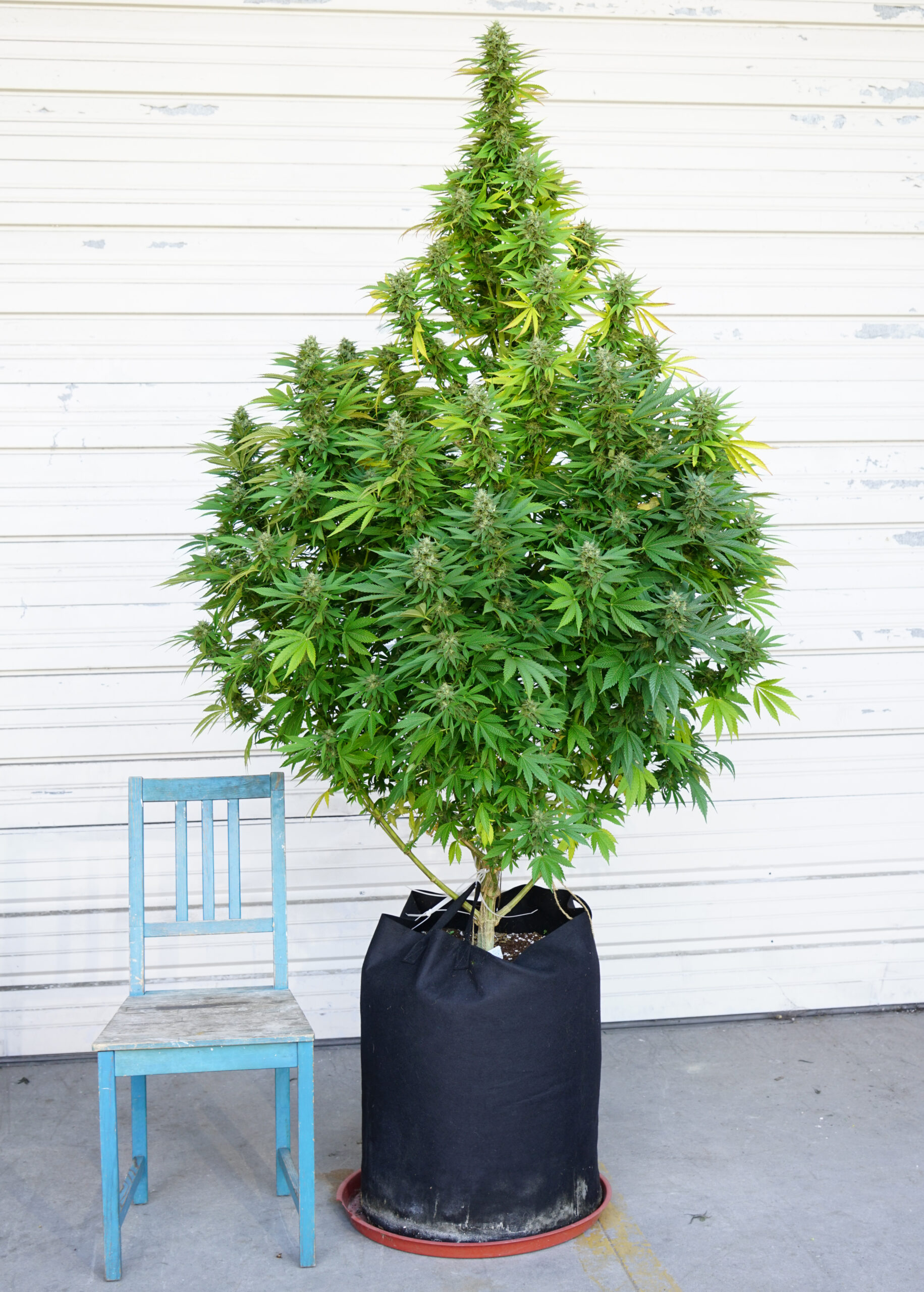 SFV OG Seeds – Harvest by Late August or Early September