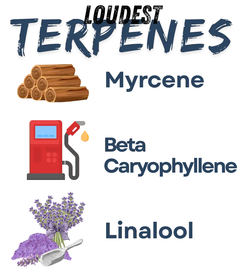 Glitter Bomb Seeds – Fast Finishing Photoperiods