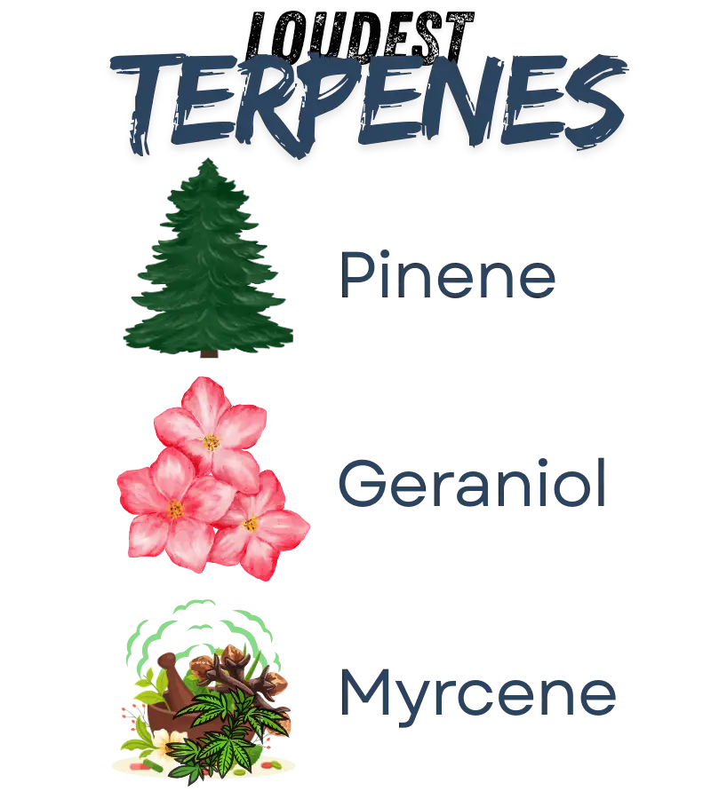 Green Crack Grow Seed: Easy Growth, High Yield