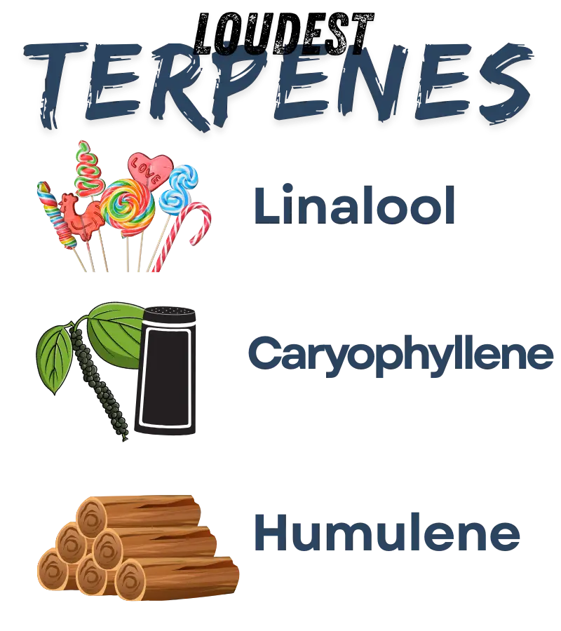 Green Crack Grow Seed: Easy Growth, High Yield