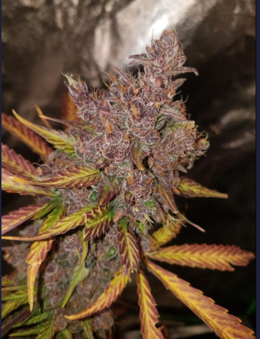 Purple Kush - Autoflower Cannabis Seeds