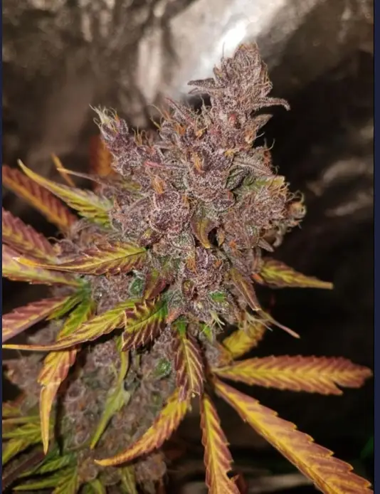 Green Crack Grow Seed: Easy Growth, High Yield